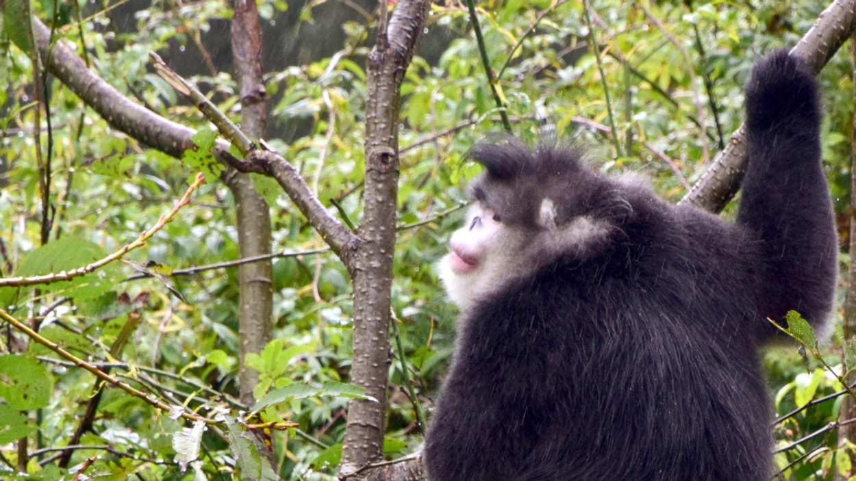 Chinese stompneusaap begraaft z'n doden - Vroege Vogels - BNNVARA