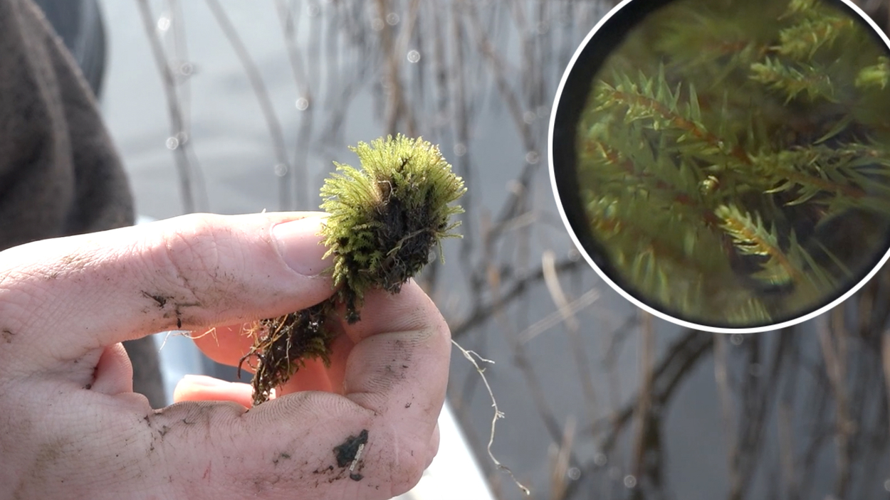 In de Wieden staat het vol met bijzonder Kraggestaartjesmos - Vroege ...