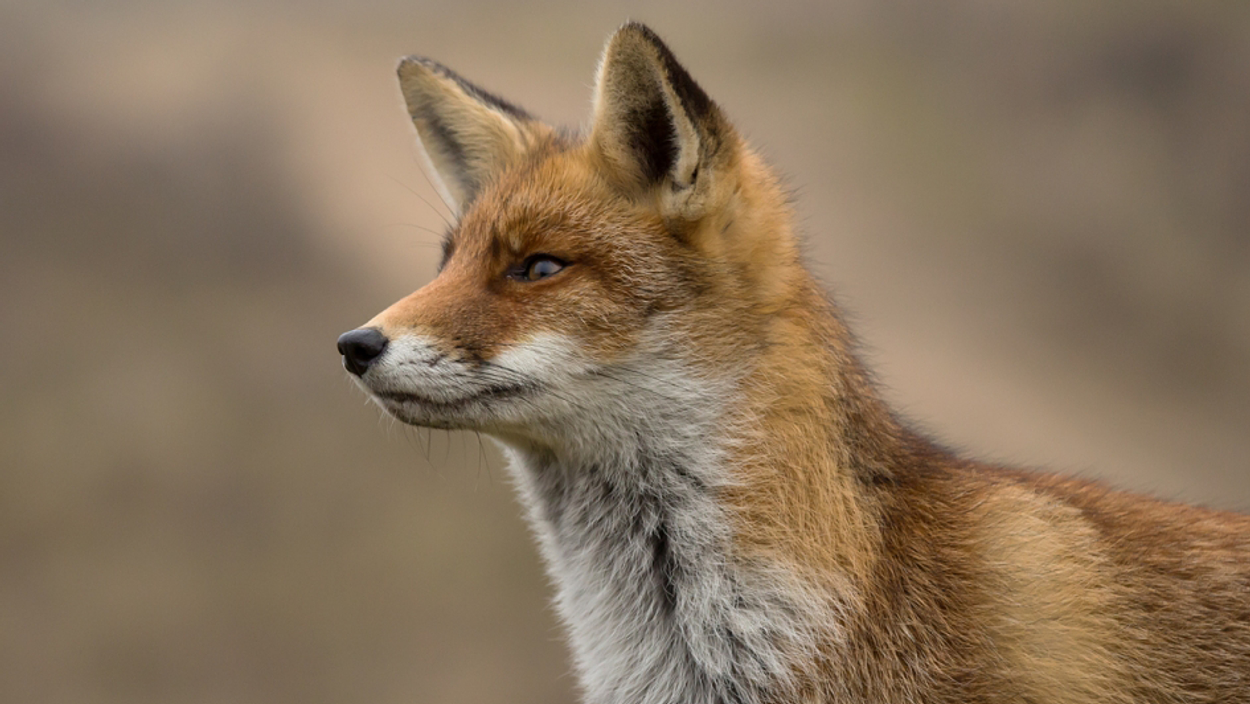 Van den 'slimme' vos Reynaerde - Vroege Vogels - BNNVARA
