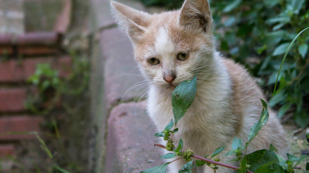 Friesland blijft als enige provincie katten afschieten - Vroege Vogels ...