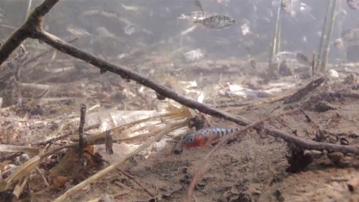 Obstakels voor de driedoornige stekelbaars in Groningen - Vroege Vogels ...