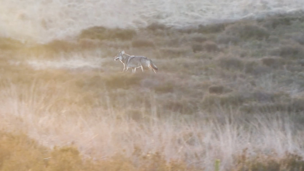 Roedel wolven op de Veluwe | Compilatie Zelf Geschoten - Vroege Vogels ...