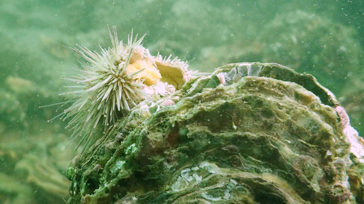 Aangevallen zee-egel beweegt nog | Zelf Geschoten - Vroege Vogels - BNNVARA