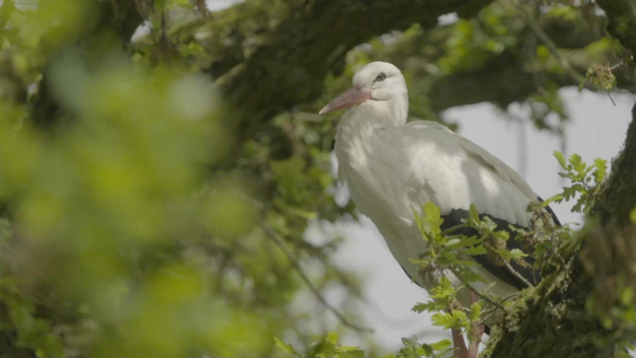 Volop ooievaars in het Reestdal - Vroege Vogels - BNNVARA