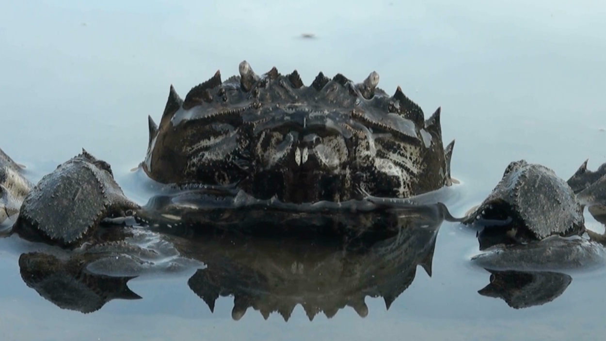 Chinese wolhandkrab | Zelf Geschoten - Vroege Vogels - BNNVARA