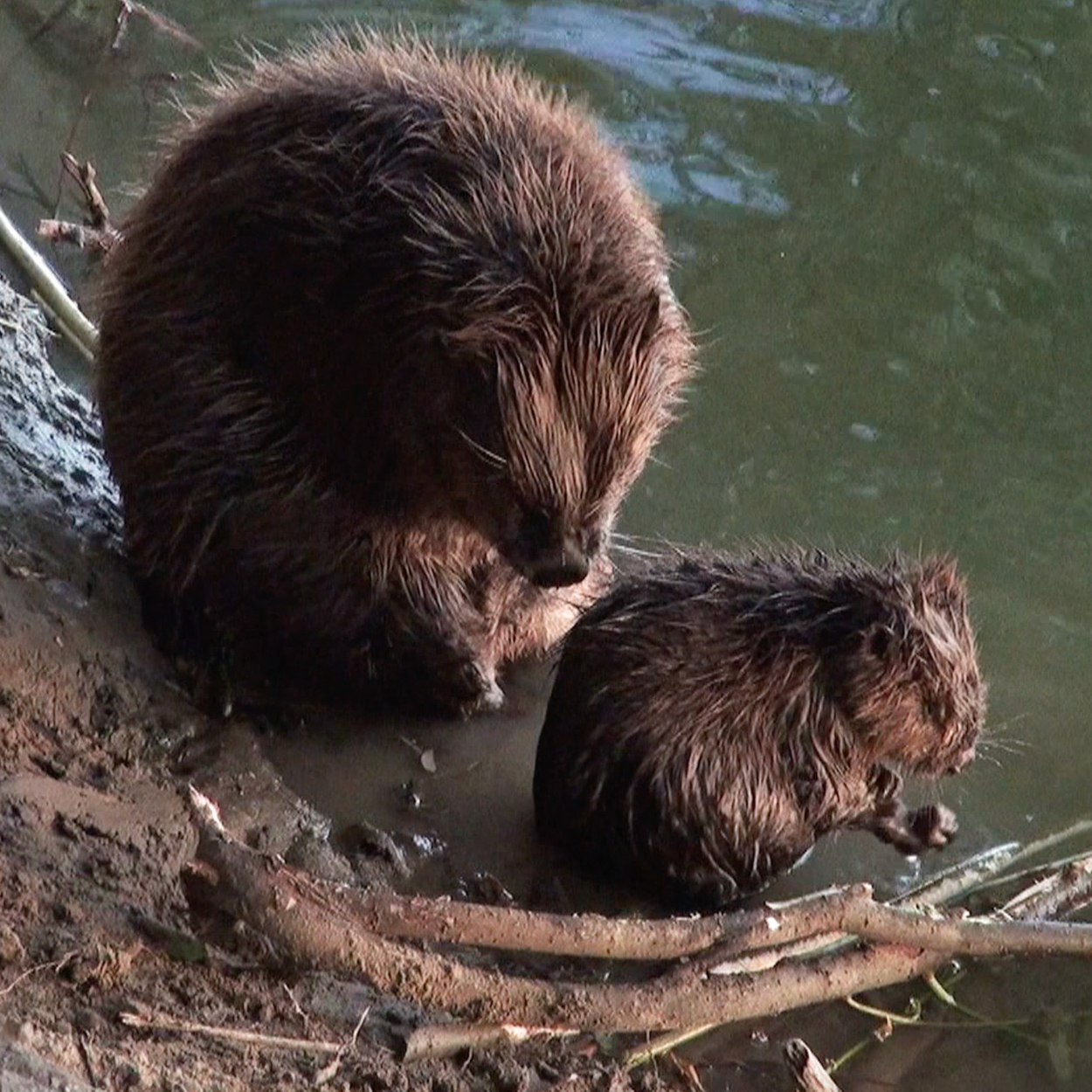 Wassende bevers | Zelf Geschoten - Vroege Vogels - BNNVARA