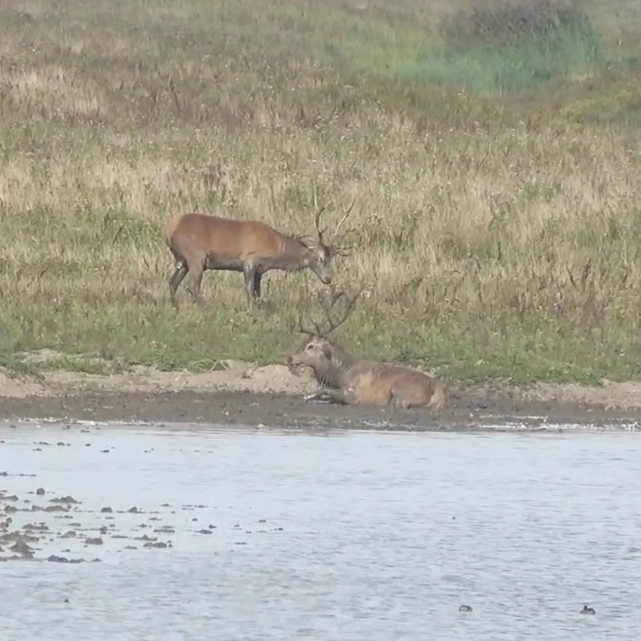 Edelhert neemt modderbad | Zelf Geschoten - Vroege Vogels - BNNVARA