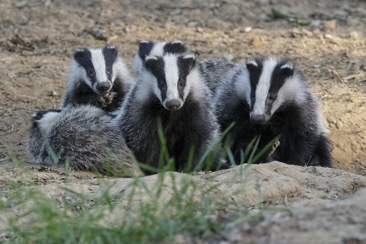 Nachtelijke ontmoeting tussen vos en das | Zelf Geschoten - Vroege ...