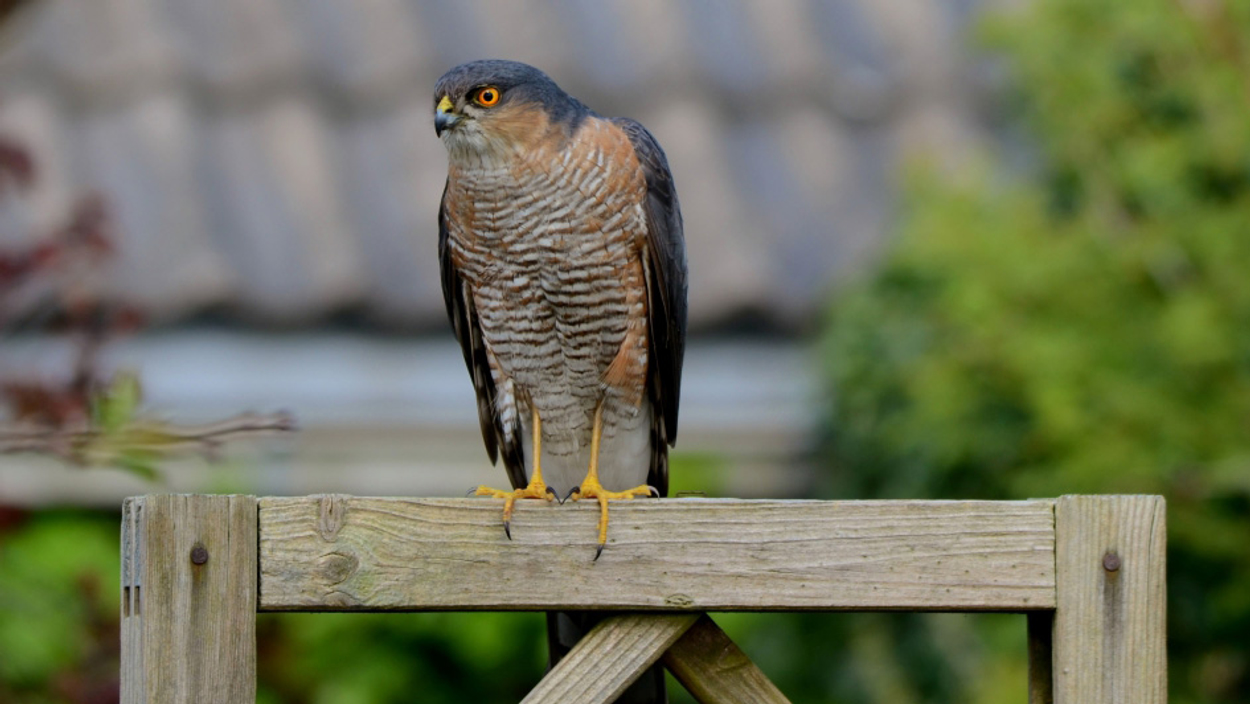 Trucs van de koekoek | Weetje - Vroege Vogels - BNNVARA