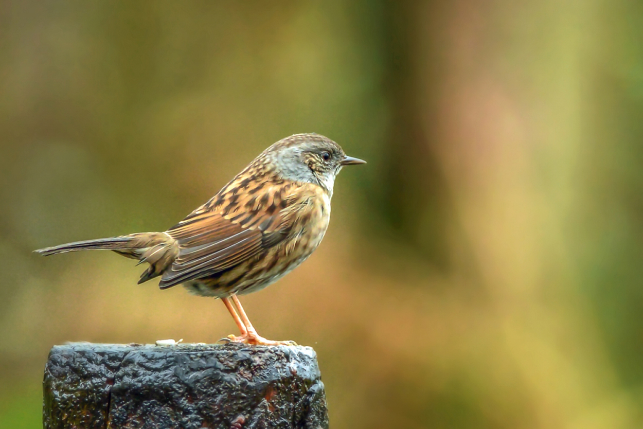 Het roerige seksleven van de heggenmus - Vroege Vogels - BNNVARA