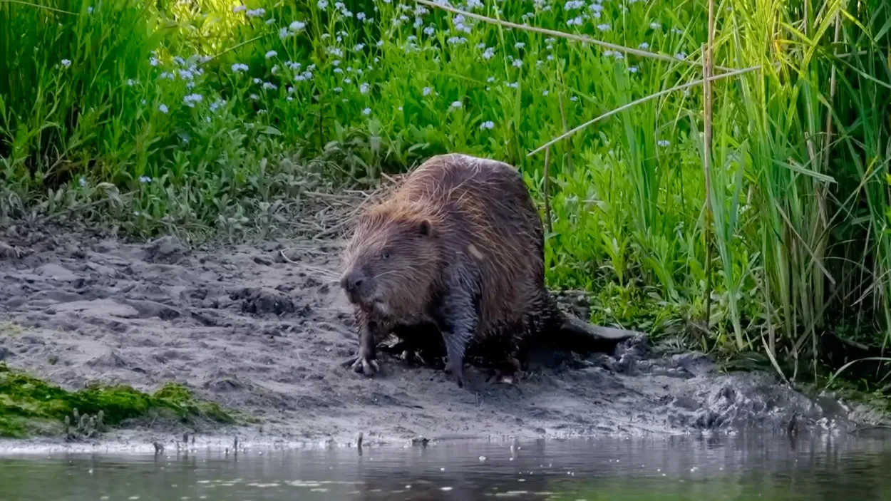 Bever bakent territorium af | Zelf geschoten - Vroege Vogels - BNNVARA