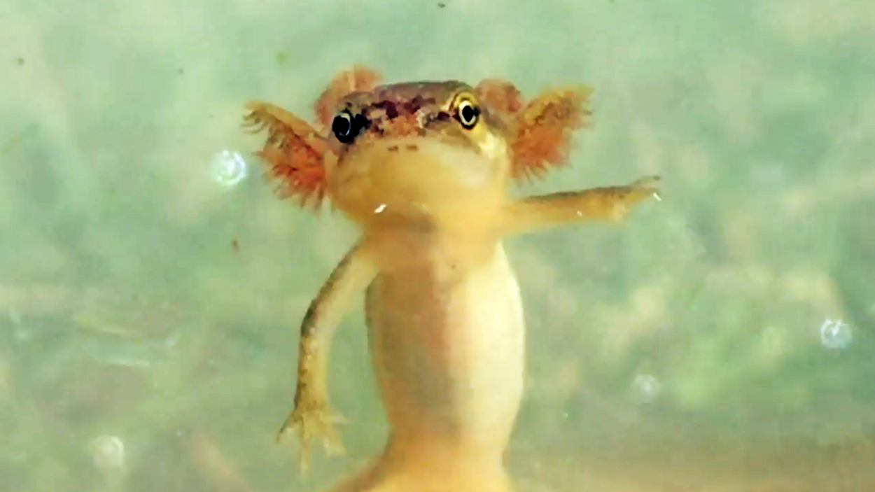 Neotene salamanders blijven jong - Vroege Vogels - BNNVARA