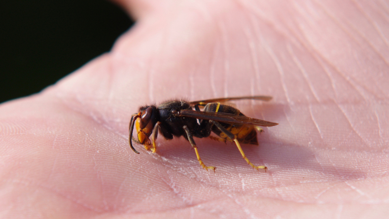 Aziatische hoornaar gesignaleerd in Zeeland - Vroege Vogels - BNNVARA