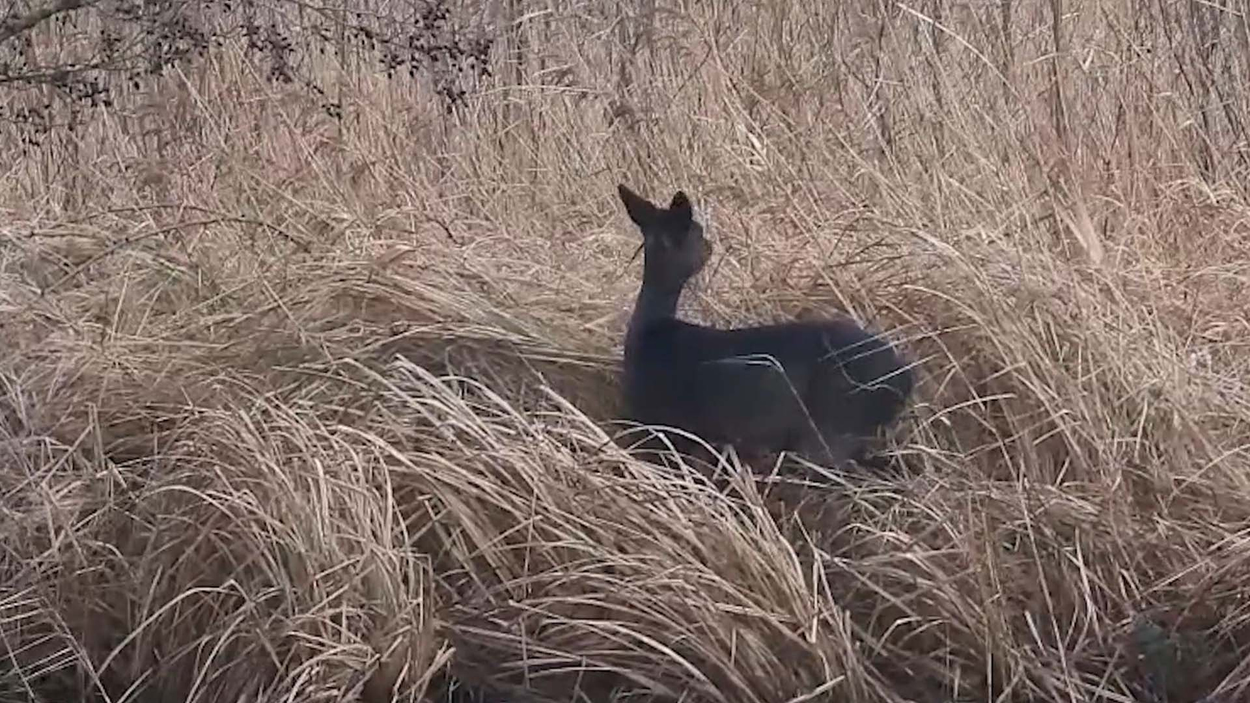 Bijzondere ree met zwarte kleur | Zelf Geschoten - Vroege Vogels - BNNVARA