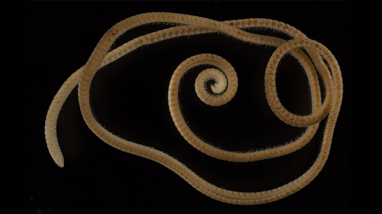 Recent ontdekte 'duizendpoot' is een miljoenpoot - Vroege Vogels - BNNVARA