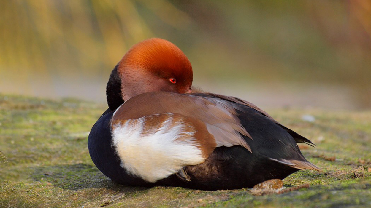 Koninklijke dieren en planten | Fotoserie - Vroege Vogels - BNNVARA