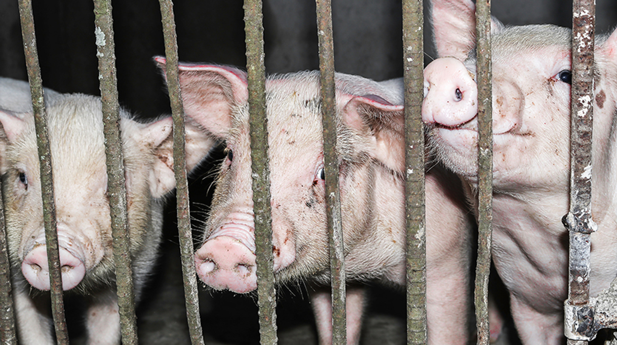 Dierenrechtenorganisatie ziet veel misgaan bij slachten varkens ...