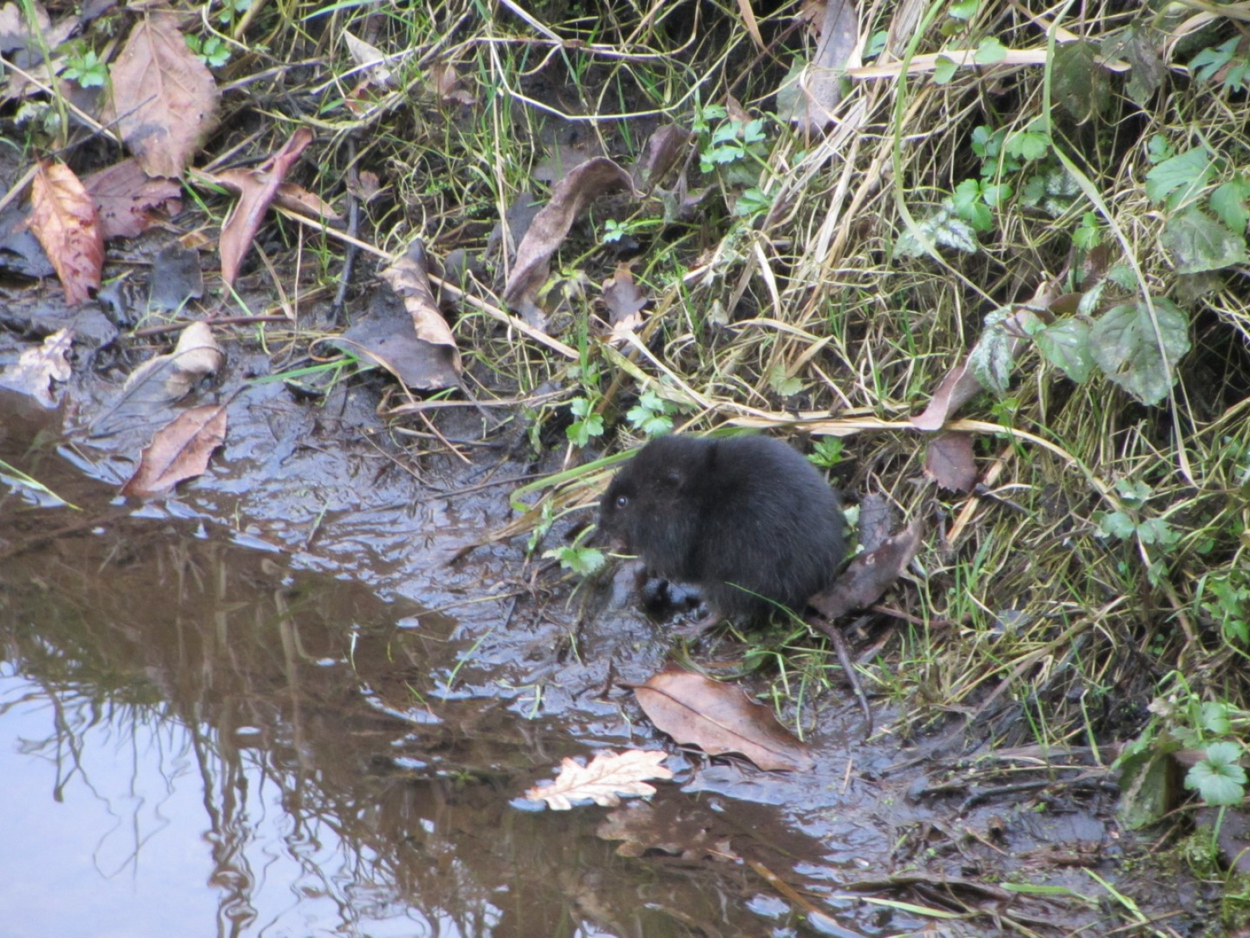 Herken de woelmuizen - Vroege Vogels - BNNVARA