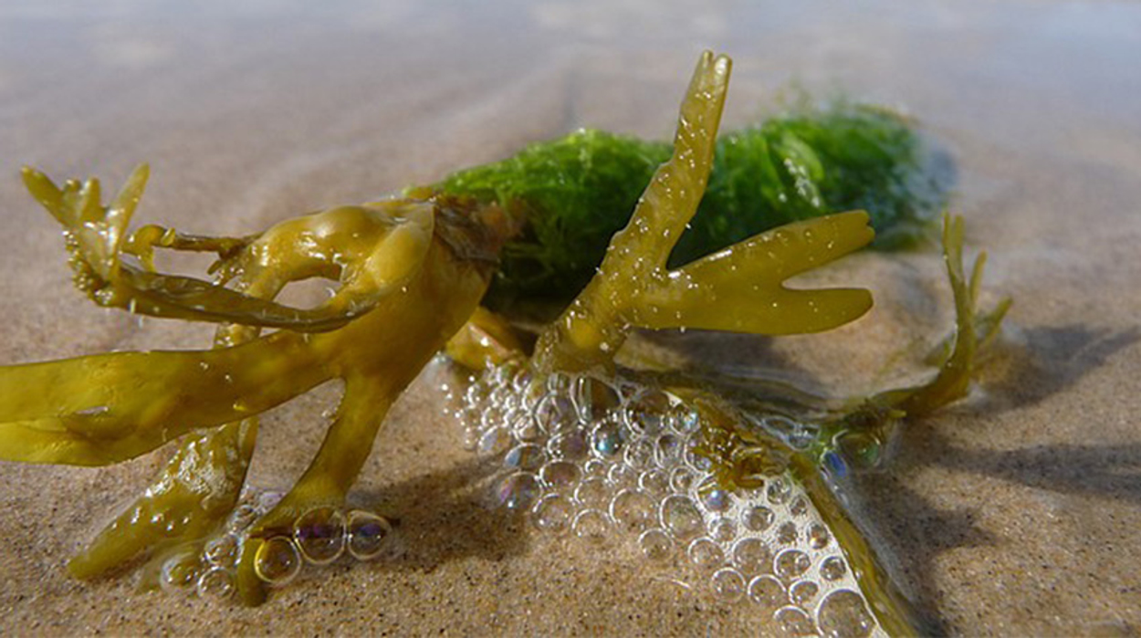 Wind en zeewier oogsten op zee - Vroege Vogels - BNNVARA