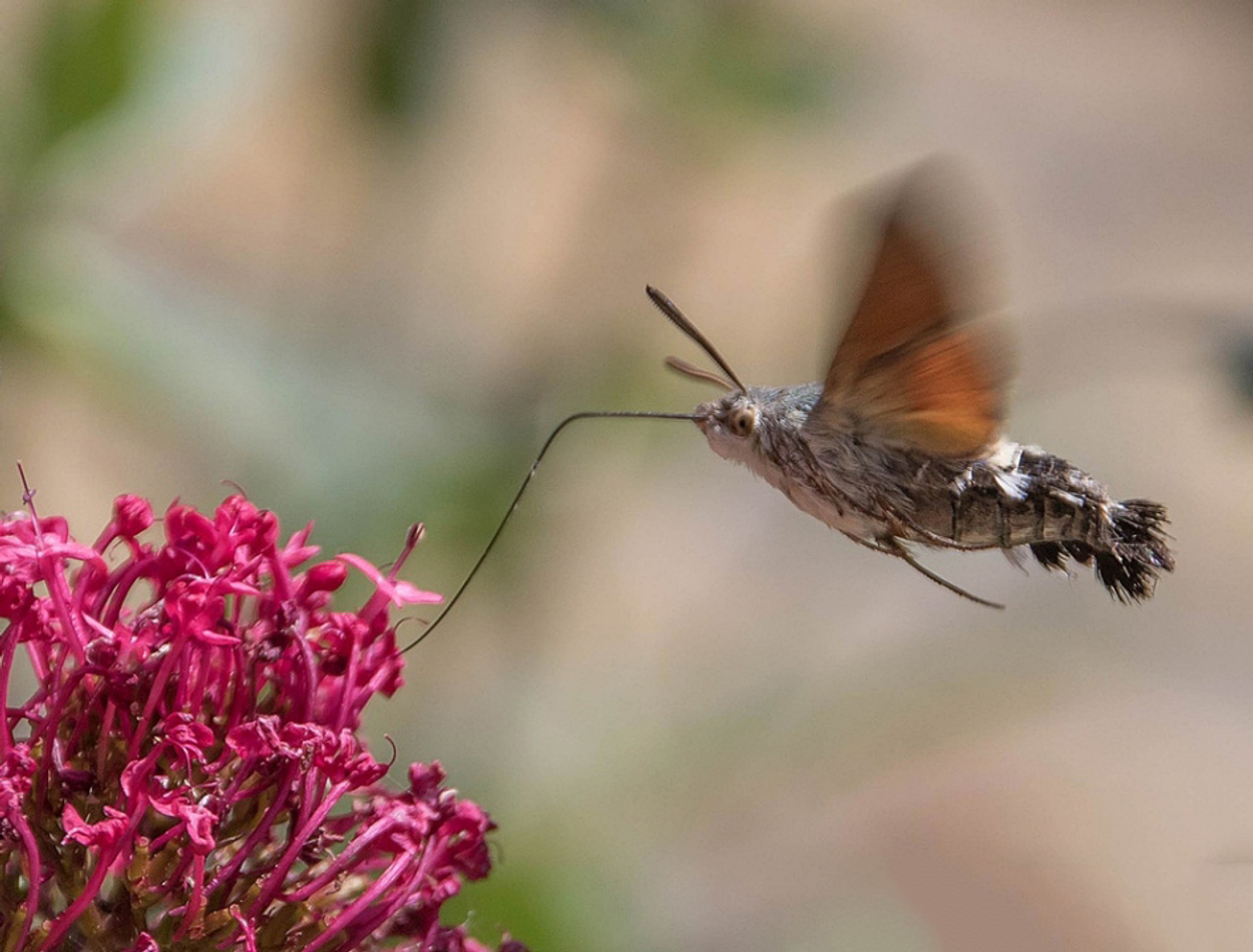 De bijzondere zintuigen van de vlinder - Vroege Vogels - BNNVARA
