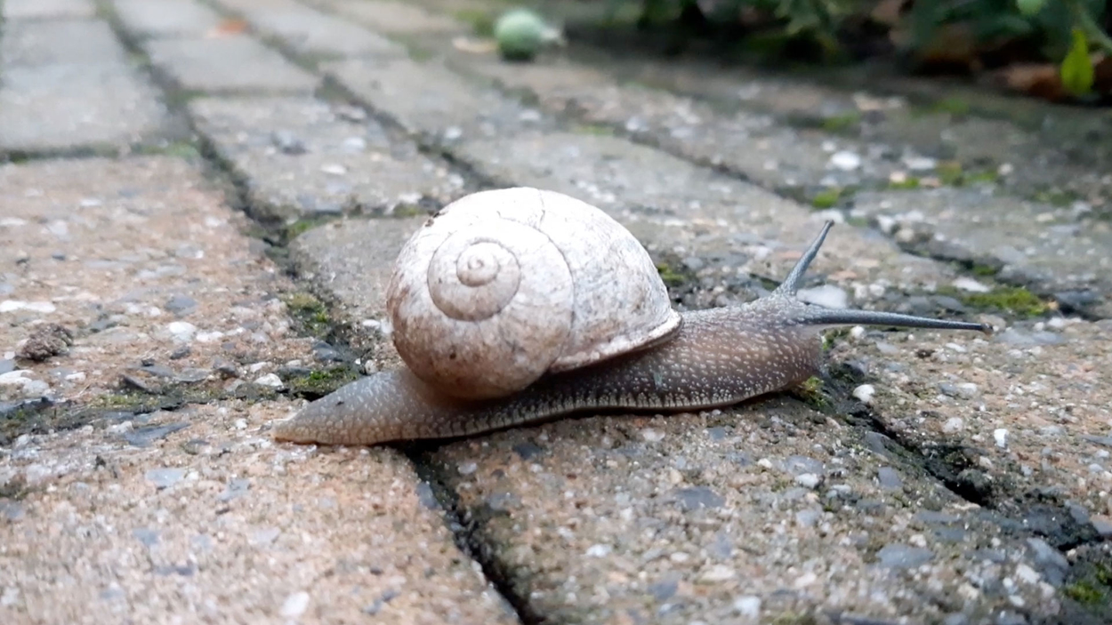 Slak kruipt traag voorbij | Zelf Geschoten - Vroege Vogels - BNNVARA