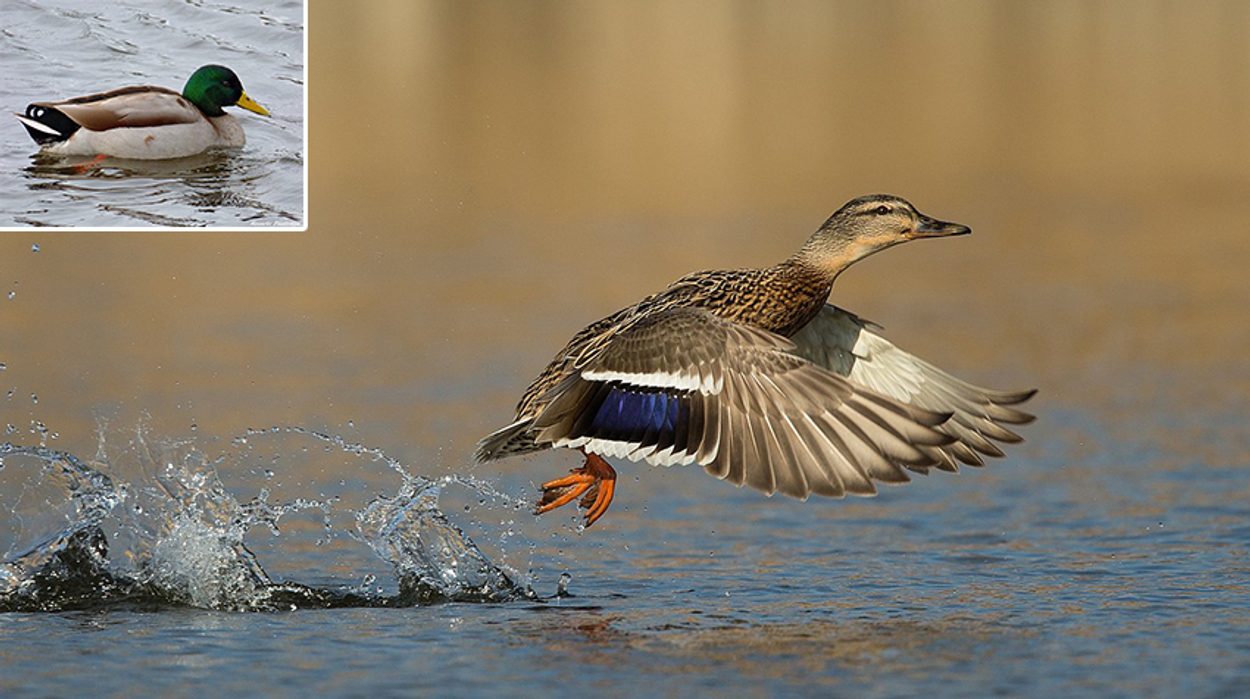 De wilde eend ontleed - Vroege Vogels - BNNVARA