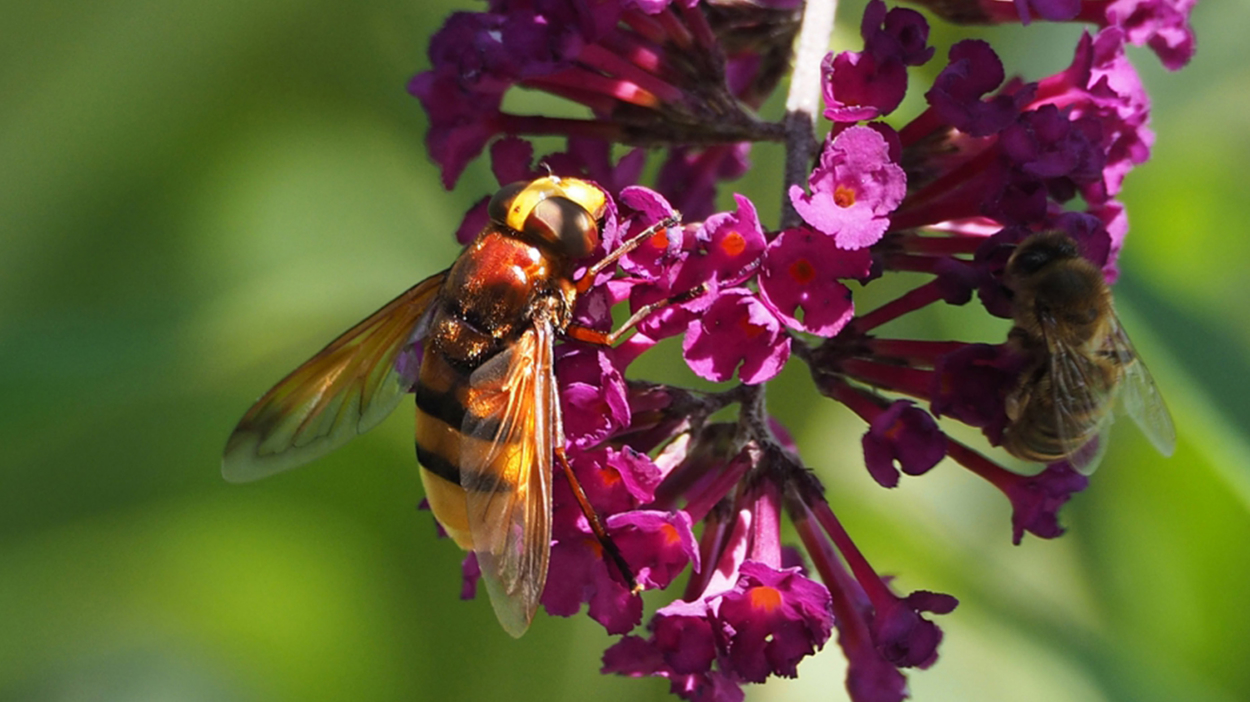 Ode aan de zweefvlieg | Fotoserie - Vroege Vogels - BNNVARA