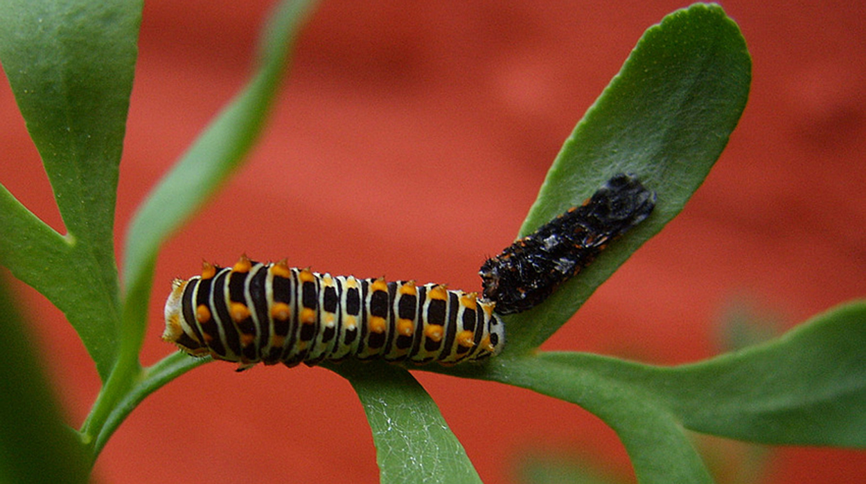 Koninginnenpage: van rups tot gordelpop - Vroege Vogels - BNNVARA