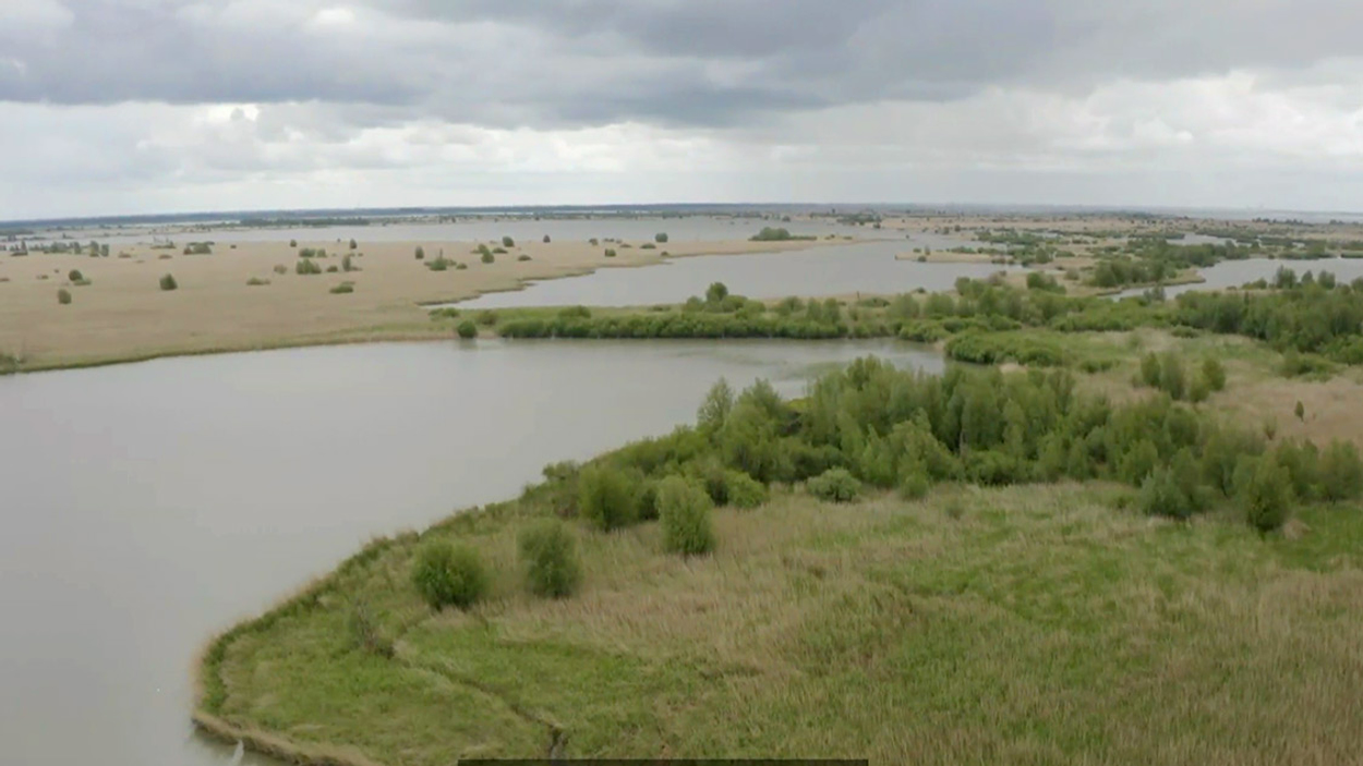 Oostvaardersplassen: het grootste moeras van Nederland - Vroege Vogels ...