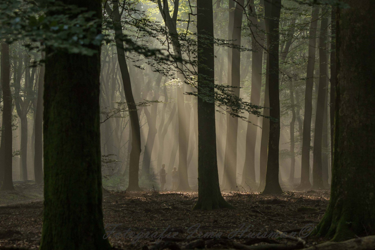 Nationale Bossenstrategie: hoe staat het bos er 1 jaar later voor ...