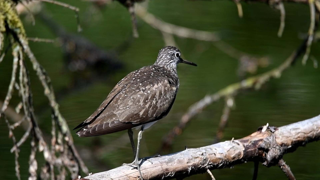 Witgat wipt met staart | Zelf Geschoten - Vroege Vogels - BNNVARA