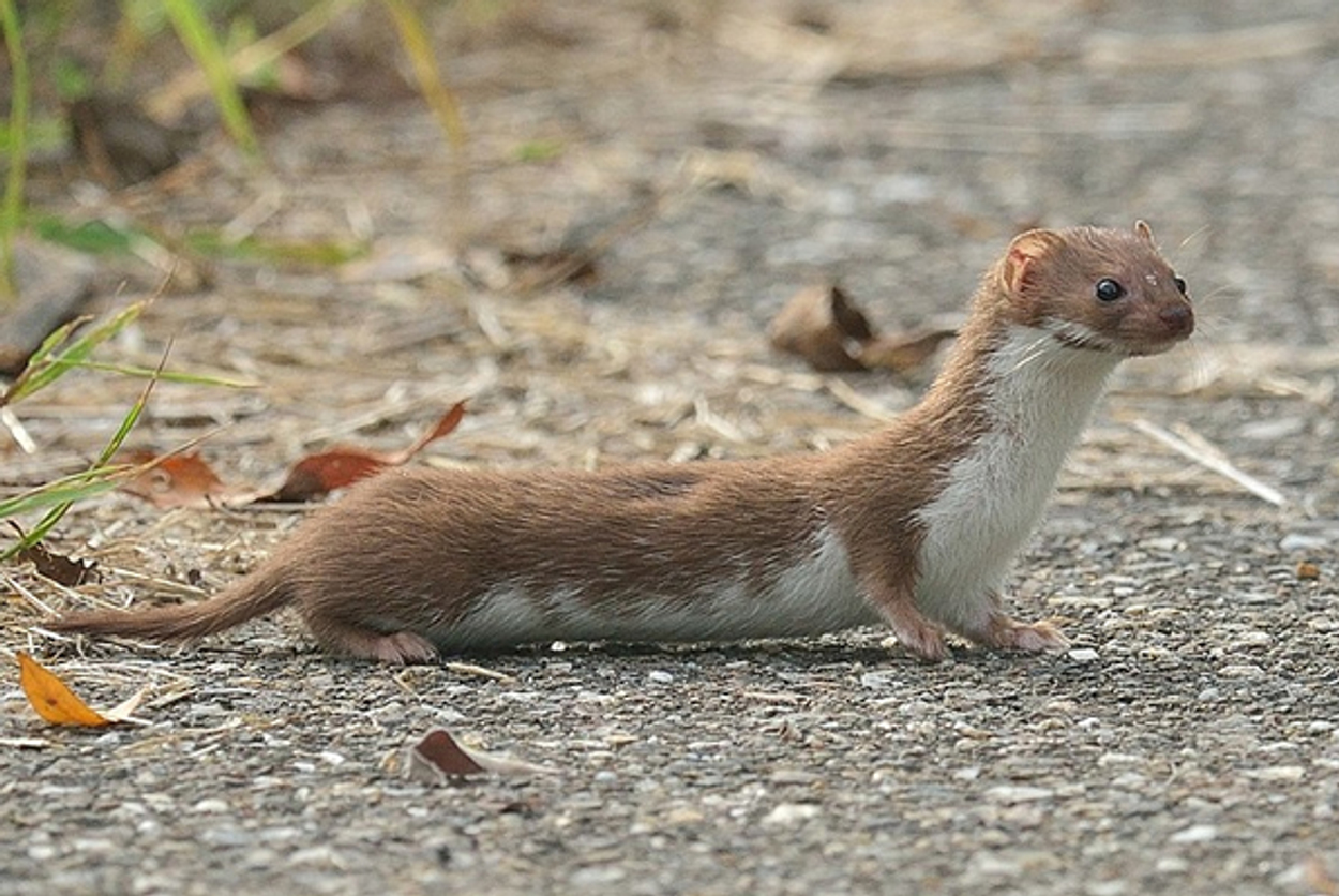 Hermelijn is een fanatieke jager | Weetje - Vroege Vogels - BNNVARA