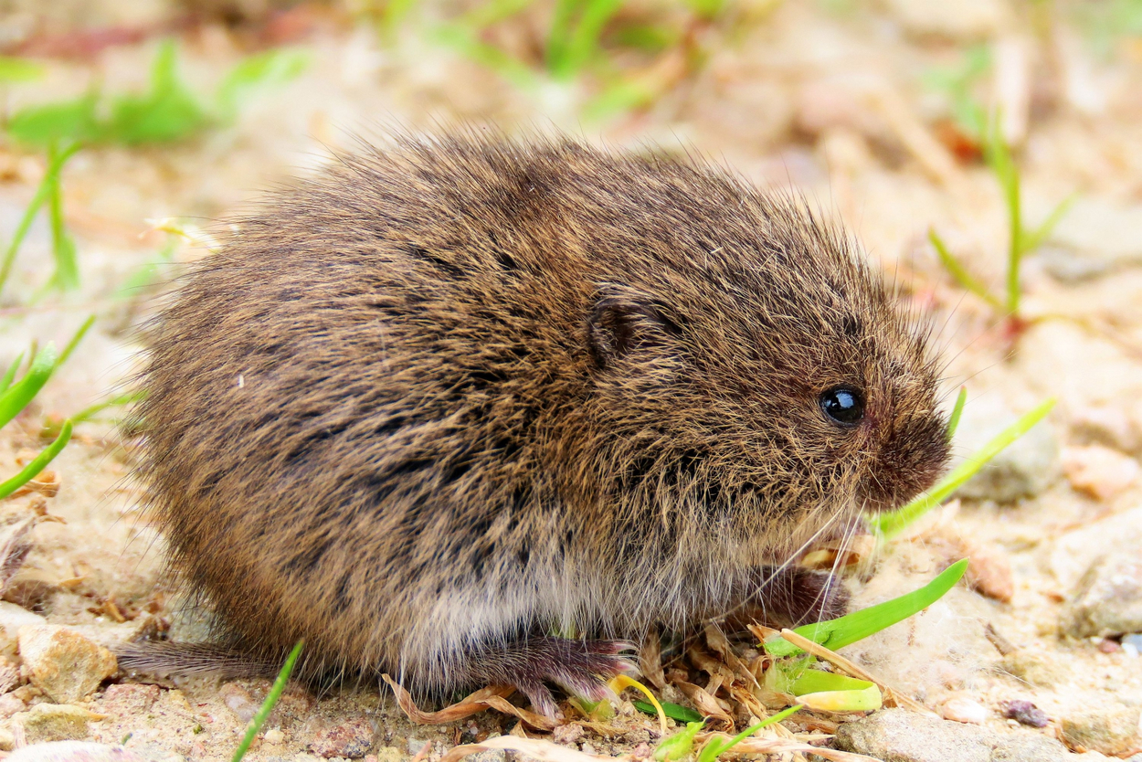 Herken de woelmuizen - Vroege Vogels - BNNVARA