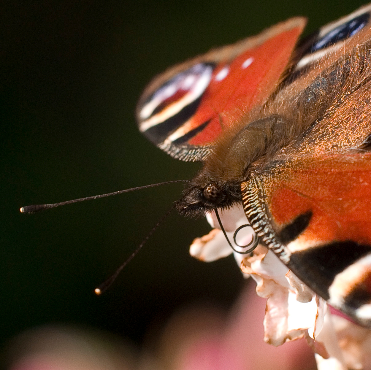 De bijzondere zintuigen van de vlinder - Vroege Vogels - BNNVARA
