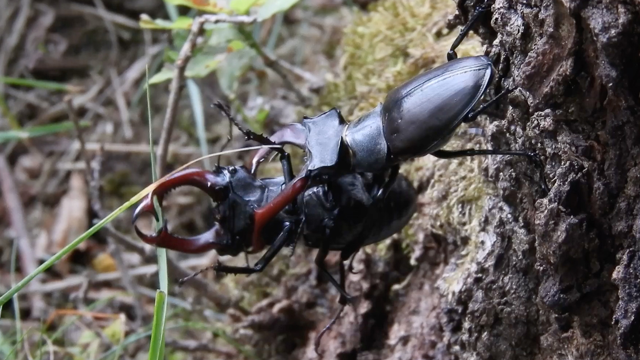 Vliegende herten vechten | Zelf Geschoten - Vroege Vogels - BNNVARA