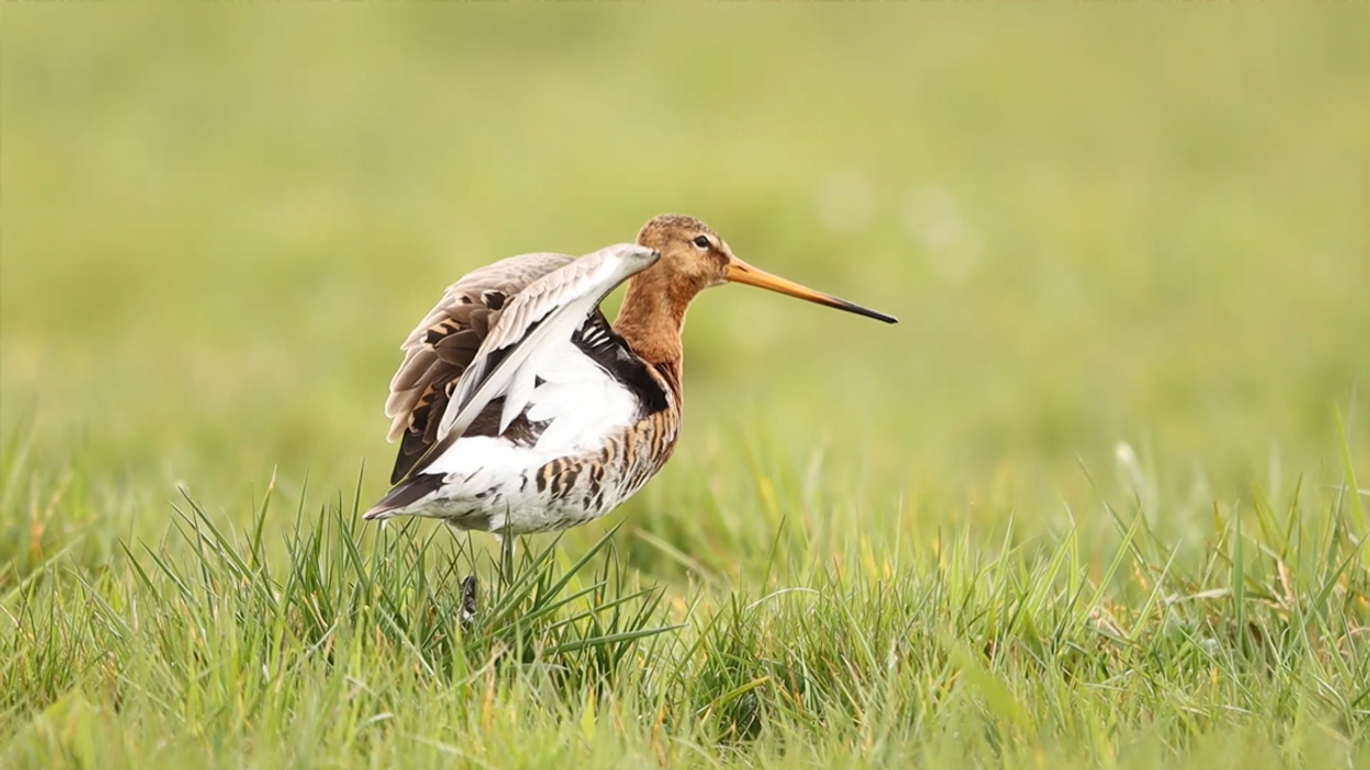 Bunzing, hermelijn en wezel - Vroege Vogels - BNNVARA Bunzing, hermelijn en wezel - Vroege Vogels - BNNVARA