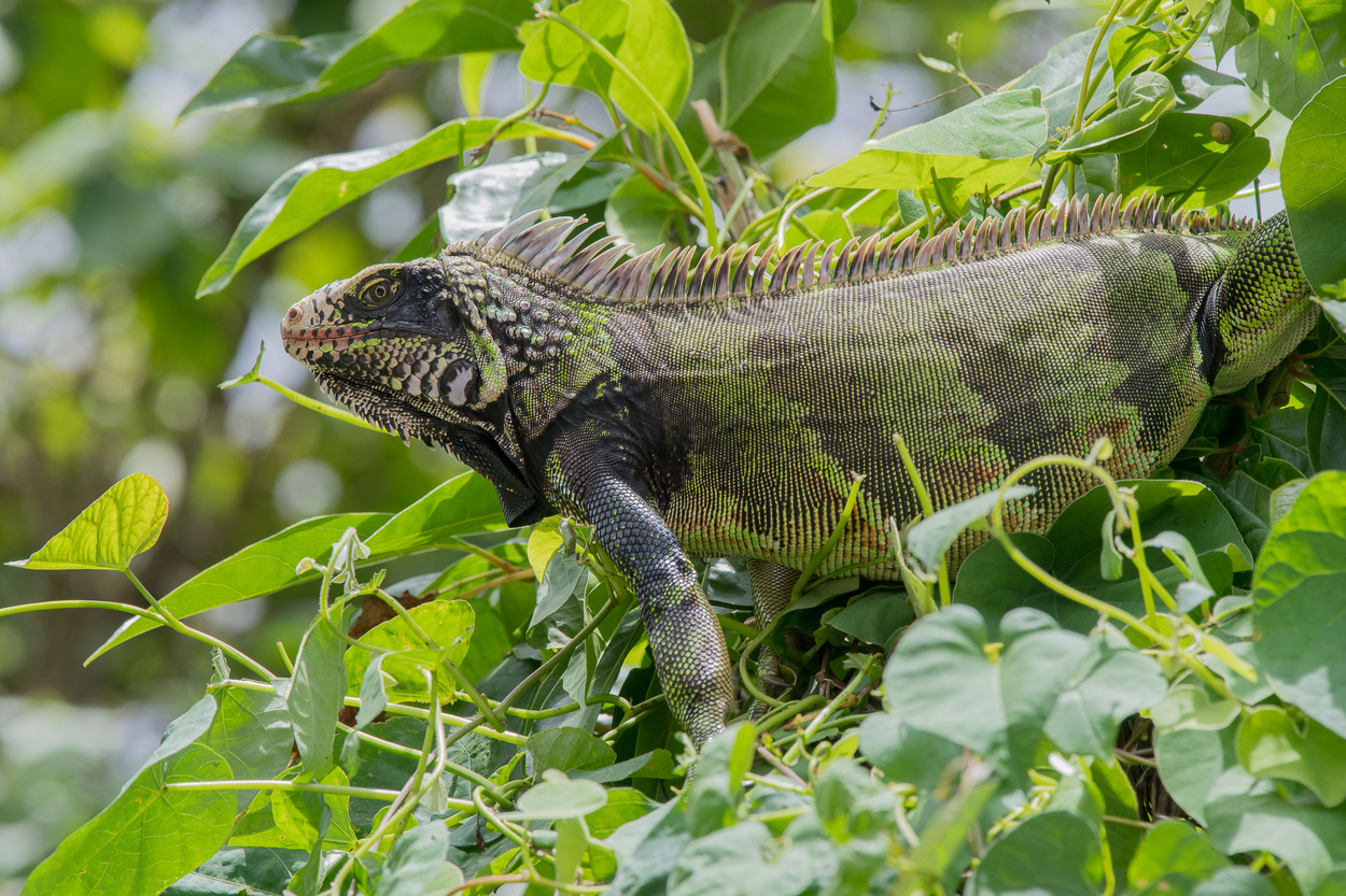 Liefde voor bedreigde leguaan - Vroege Vogels - BNNVARA