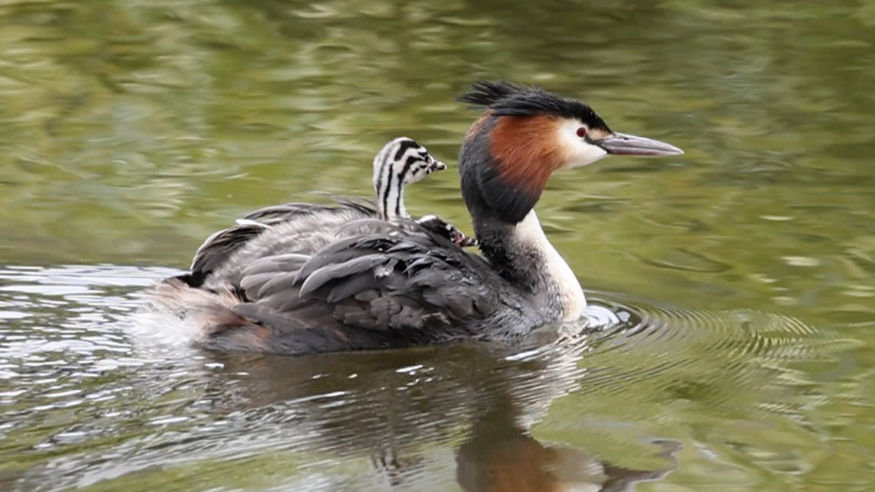 Fuut met jongen | Zelf Geschoten - Vroege Vogels - BNNVARA