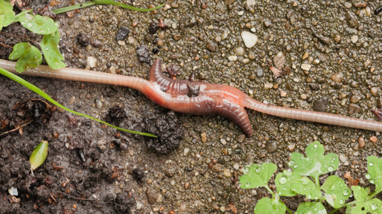 Lange vrijsessie van de regenworm - Vroege Vogels - BNNVARA