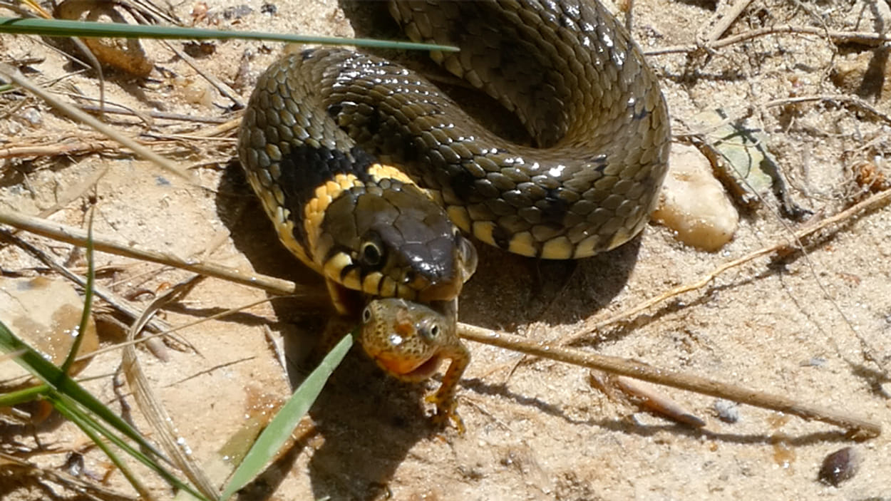 Ringslang eet een salamander levend op | Zelf Geschoten - Vroege Vogels ...