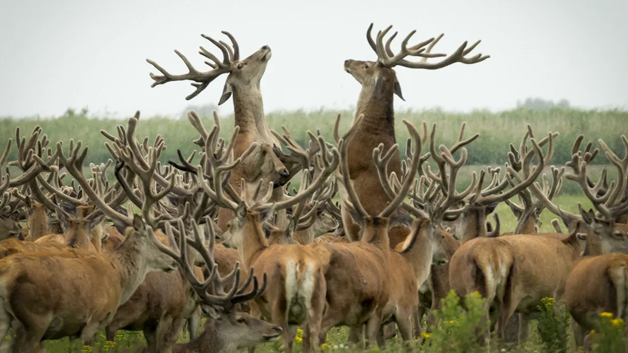 Vraagbaak: Hoe leven edelherten buiten de bronsttijd? - Vroege Vogels ...