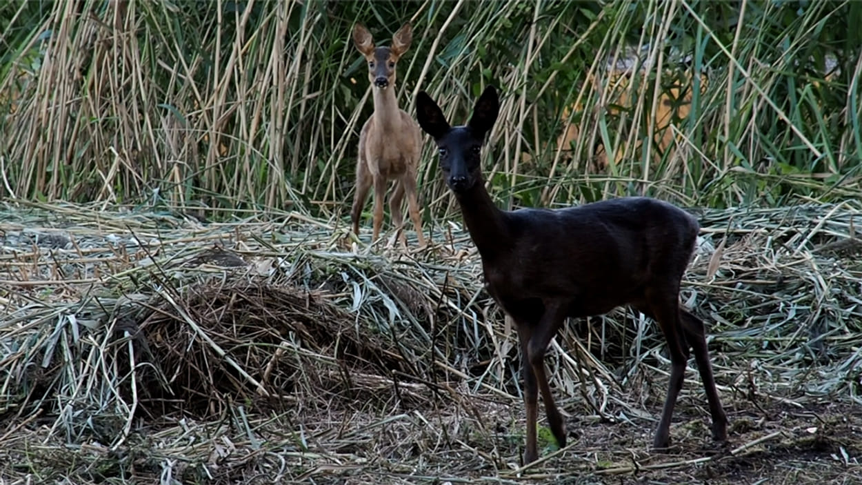 Zwart ree met jongen | Zelf Geschoten - Vroege Vogels - BNNVARA