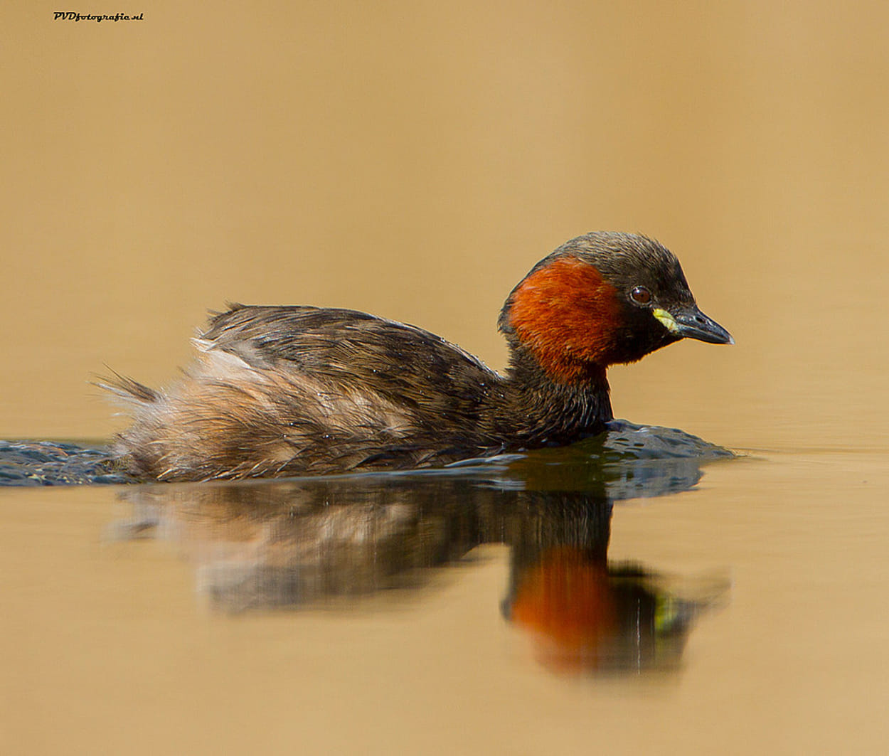 De fuut van Han Vlug - Vroege Vogels - BNNVARA