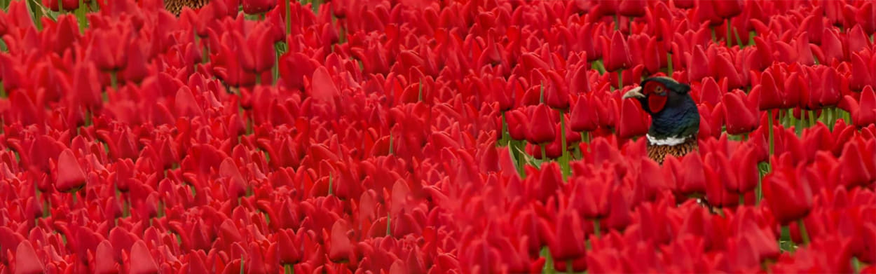 Bunzing, hermelijn en wezel - Vroege Vogels - BNNVARA