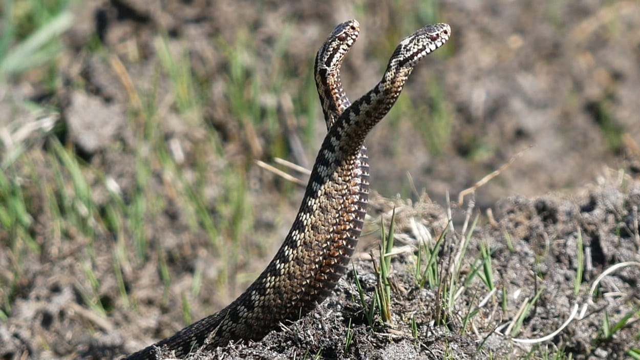 Slangengif, boskoeien, grote stern, fenolijn en alle overige ...