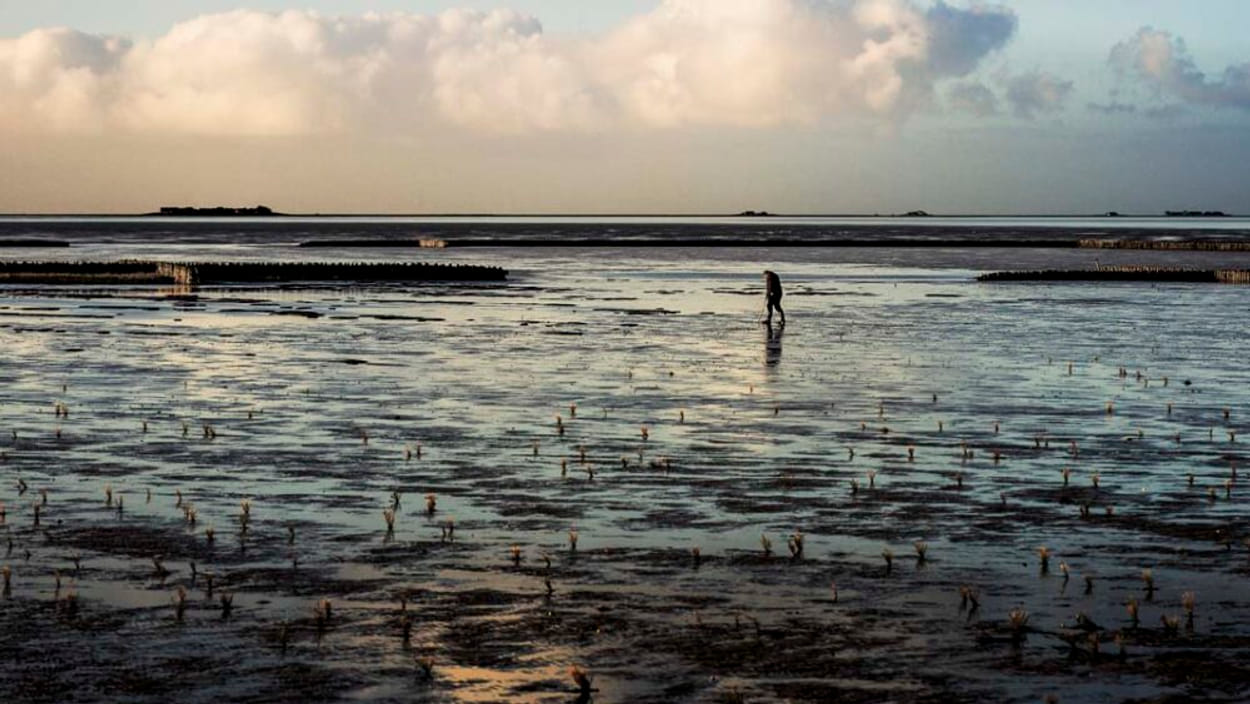 Deze man heeft een oehoe-nest in zijn bloembak - Vroege Vogels - BNNVARA