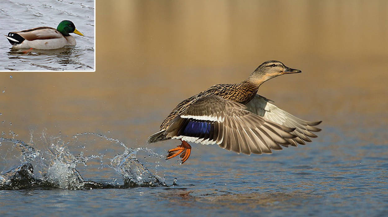 De wilde eend ontleed - Vroege Vogels - BNNVARA