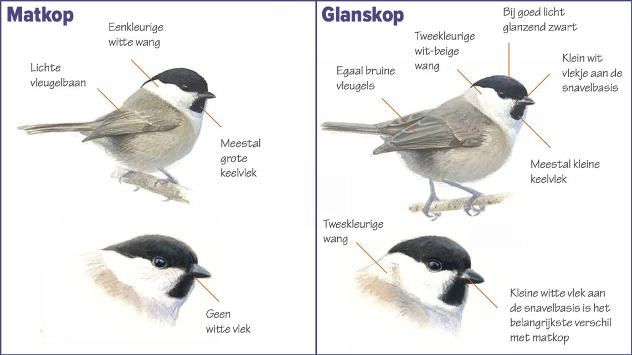 Veldgids Vogels vergelijken: Matkop of glanskop?