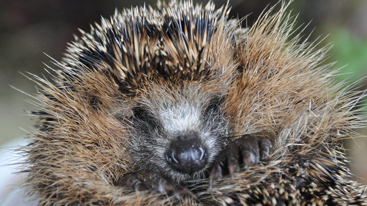 Egel ontwaakt uit winterslaap - Vroege Vogels - BNNVARA