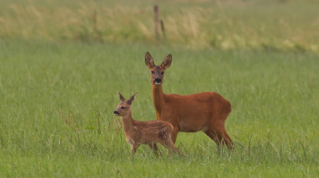 Herken de herten van Nederland - Vroege Vogels - BNNVARA